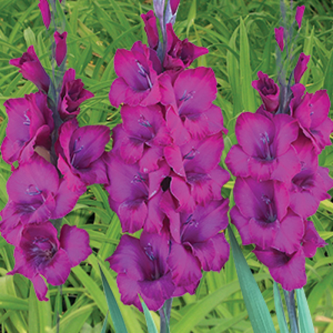 Луковицы цветов , WOW FLOWERS , Гладиолус Натан, ( 10 штук )