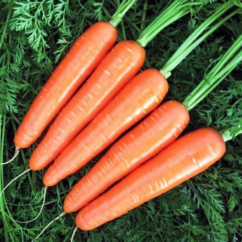 Коллекционные семена моркови Любимая