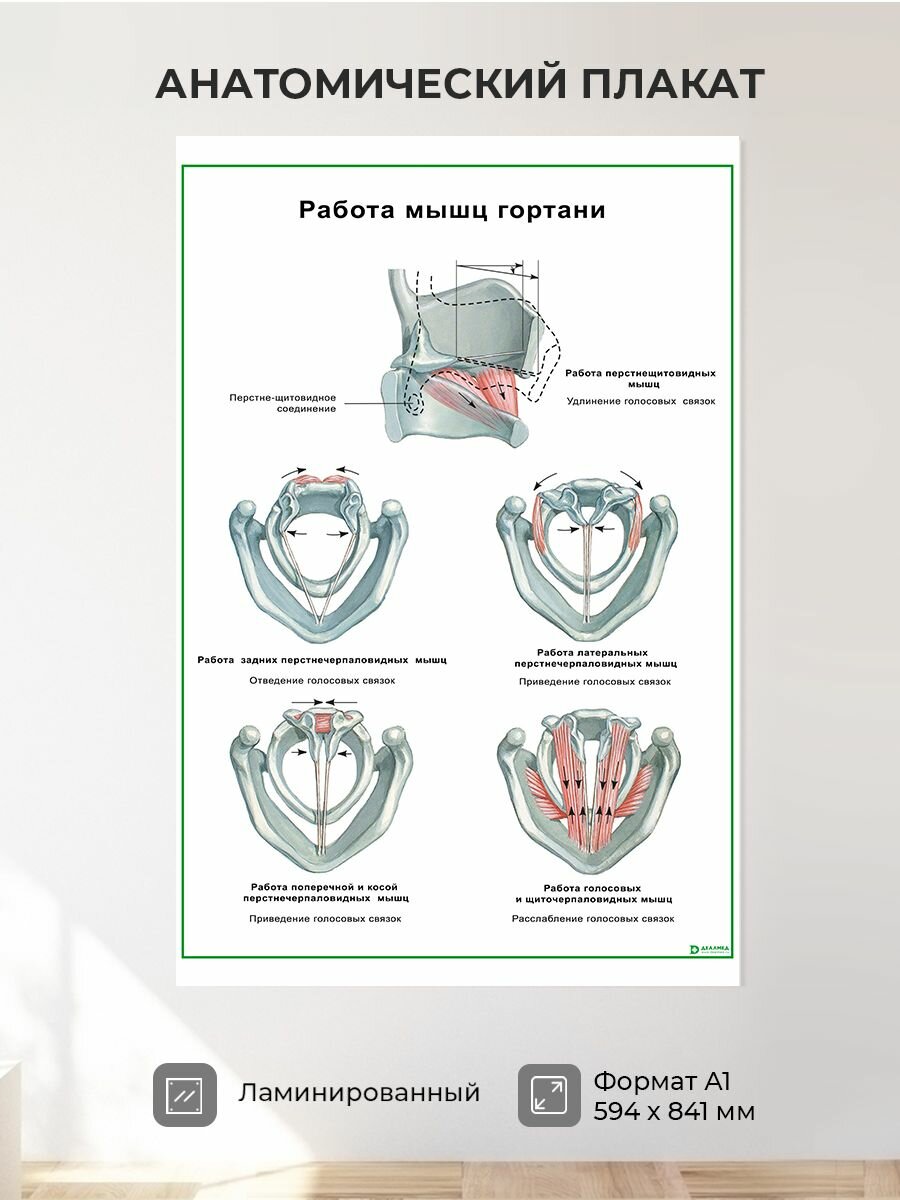 Обучающий медицинский плакат Голосообразование ламинированный А1