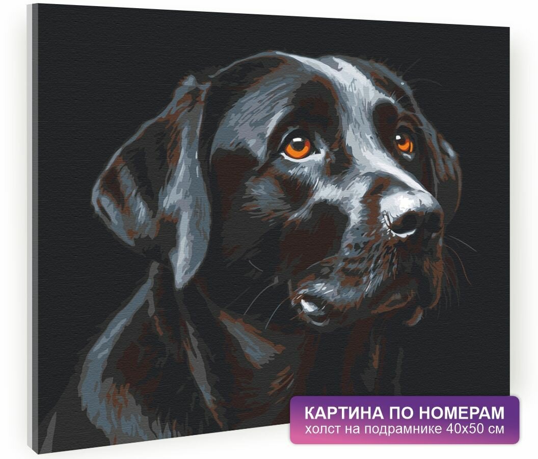 Картина по номерам на холсте с подрамником 40х50 см. Природа, животные, рыбы, птицы. Собаки, щенки. "Лабрадор", арт. 5306/