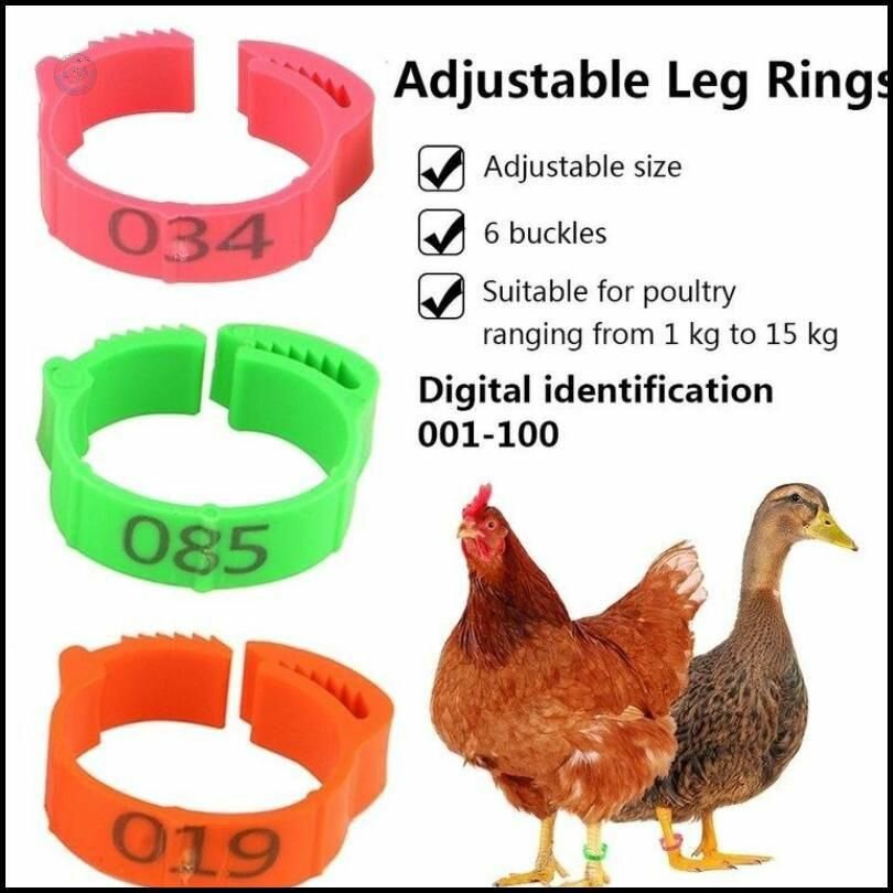Регулируемые меточные кольца для кур, уток и гусей, 100 шт, цветные пластиковые бирки для ног, идентификация птицы на ферме