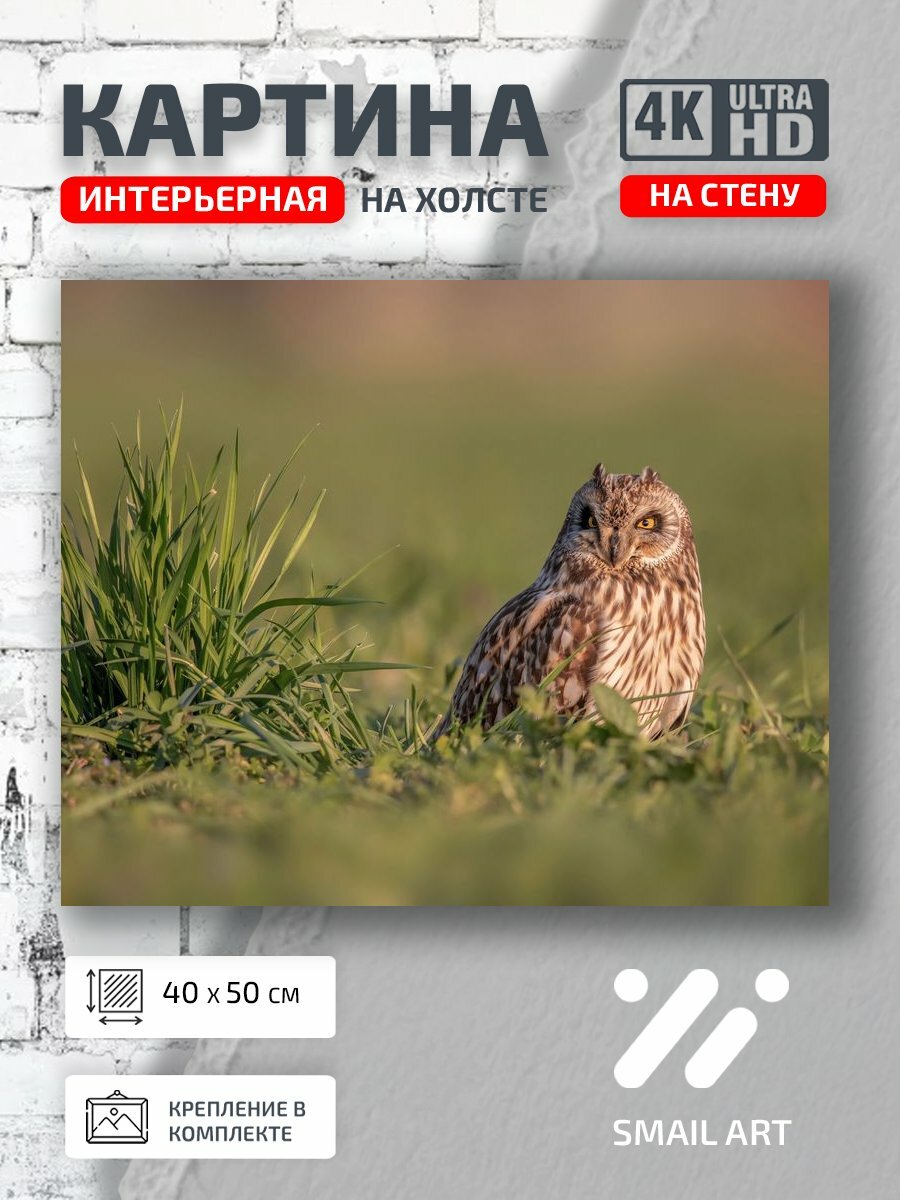 Картина на холсте интерьерная 40 на 50 на стену Болотная Animal для детской animal style