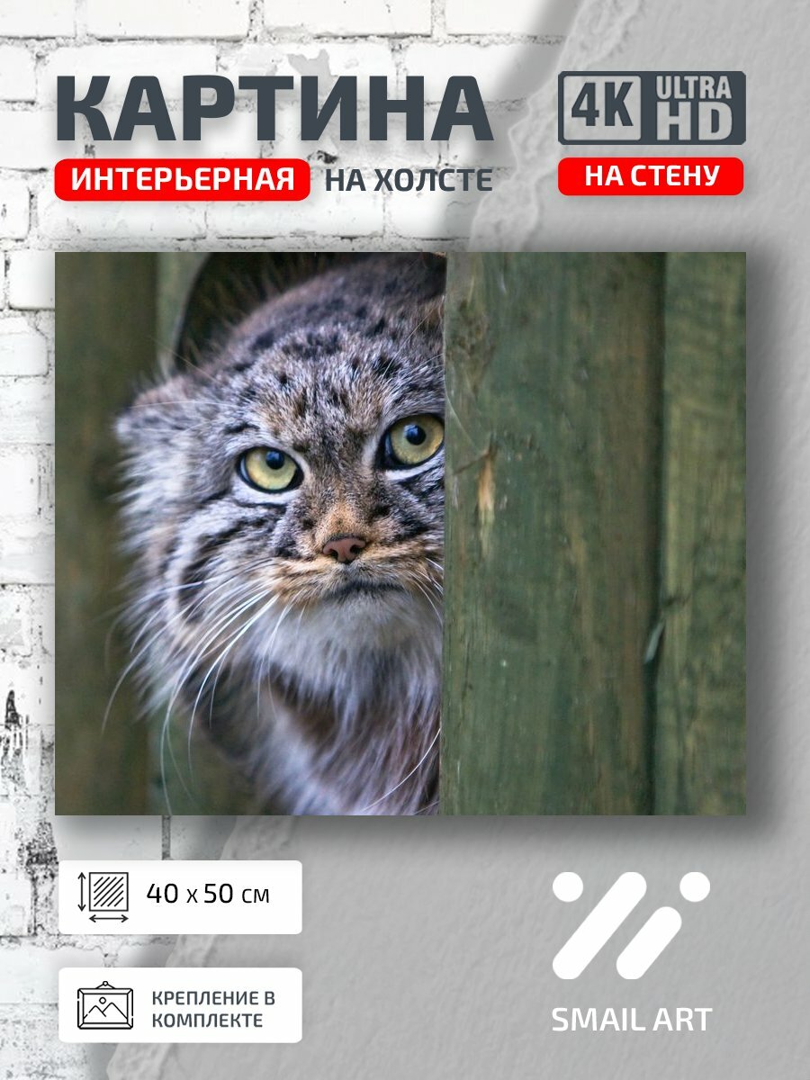 Картина на холсте интерьерная 40 на 50 на стену Манул Animal для детской animal style декор