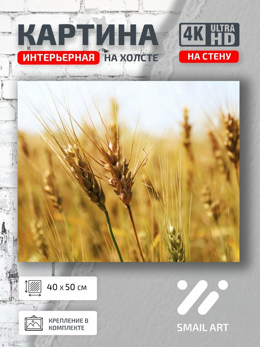 Картина на холсте интерьерная 40 на 50 на стену Пшеница Landscape для кабинета пейзаж декор
