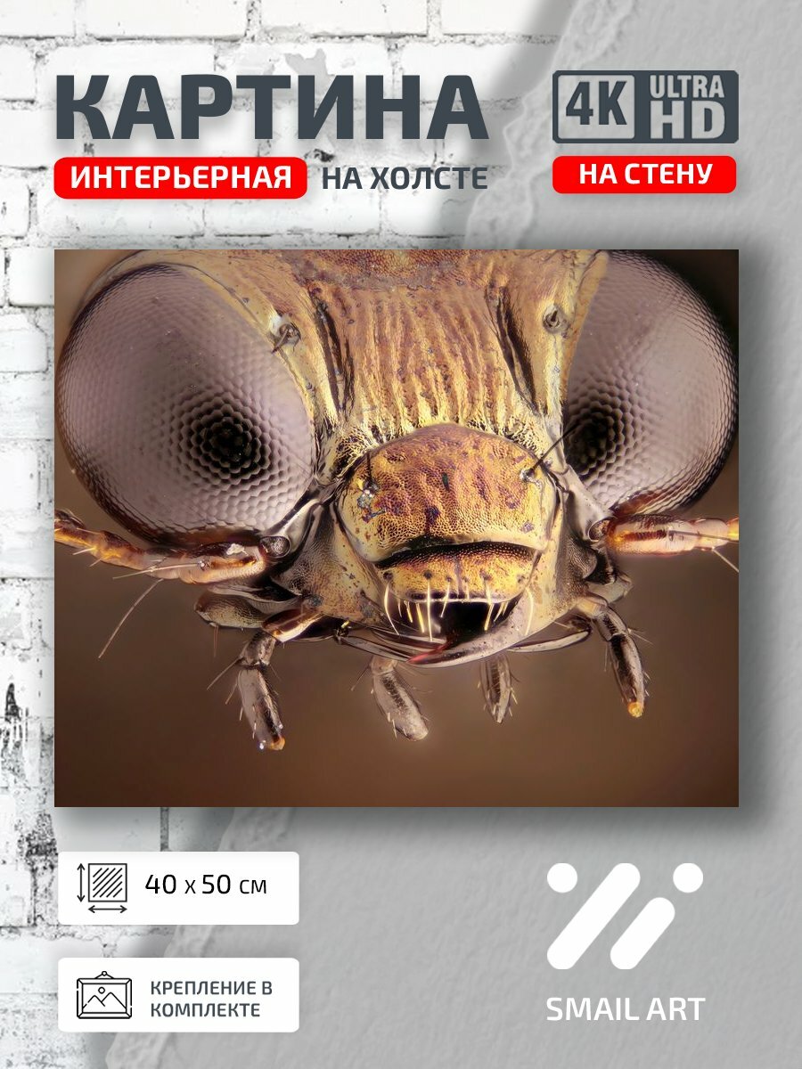 Картина на холсте интерьерная 40 на 50 на стену Жук Macro для гостиной макро интерьер декор