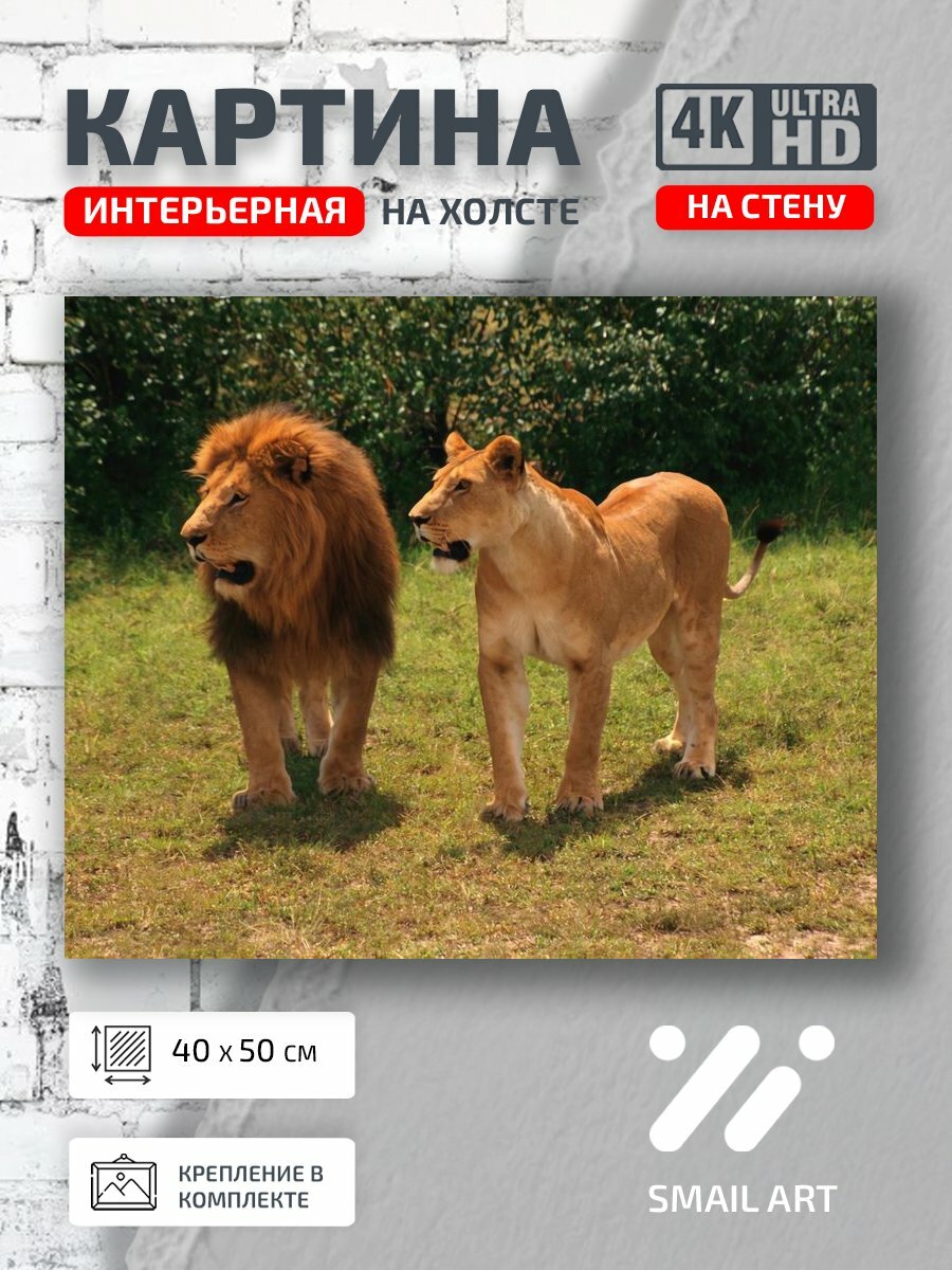 Картина на холсте интерьерная 40 на 50 на стену Львица Animal для спальни animal style