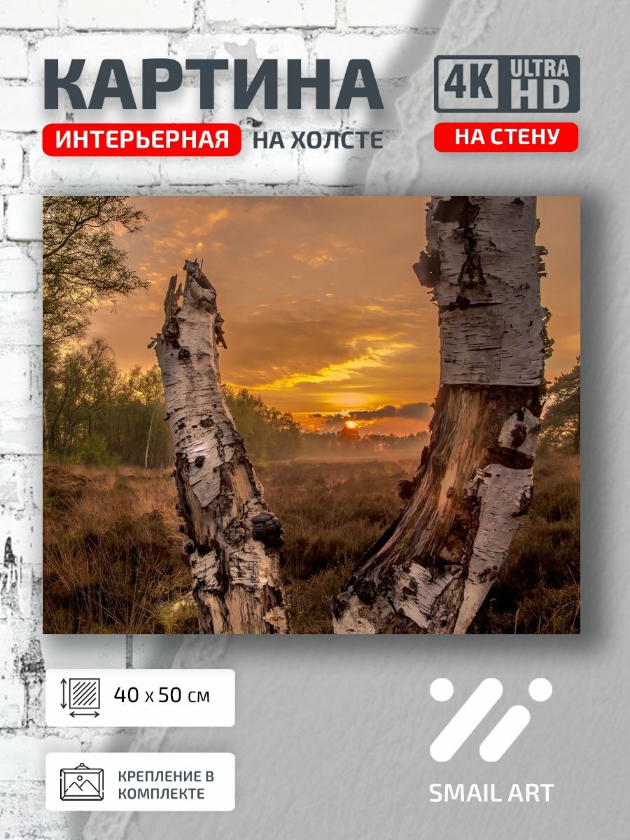 Картина на холсте интерьерная 40 на 50 на стену Закат birch для кафе пейзаж интерьер декор