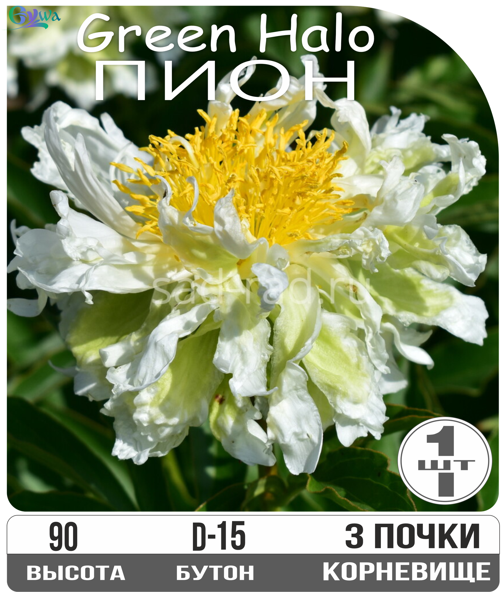 Пион Коревище, Грин Хало, 3 почки, многолетник, высота 90см, желтый