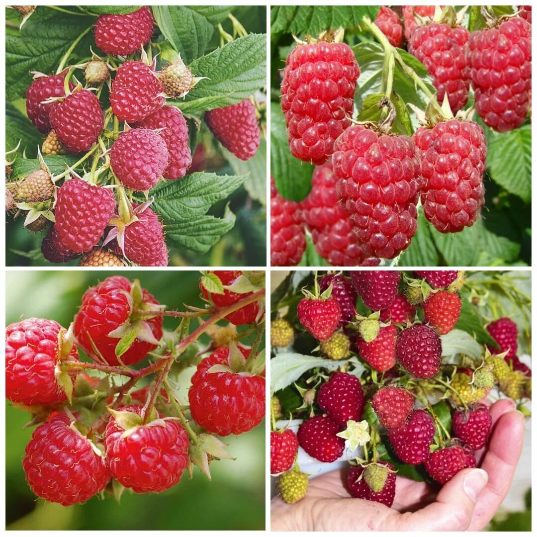 Комплект саженцев Чарующая незнакомка 4 шт