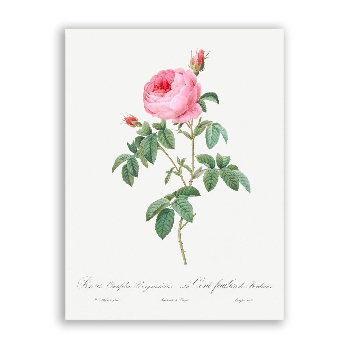 Картина на холсте, репродукция / Пьер-Жозеф Редуте - Burgundy Cabbage Rose / Размер 80 x 106 см