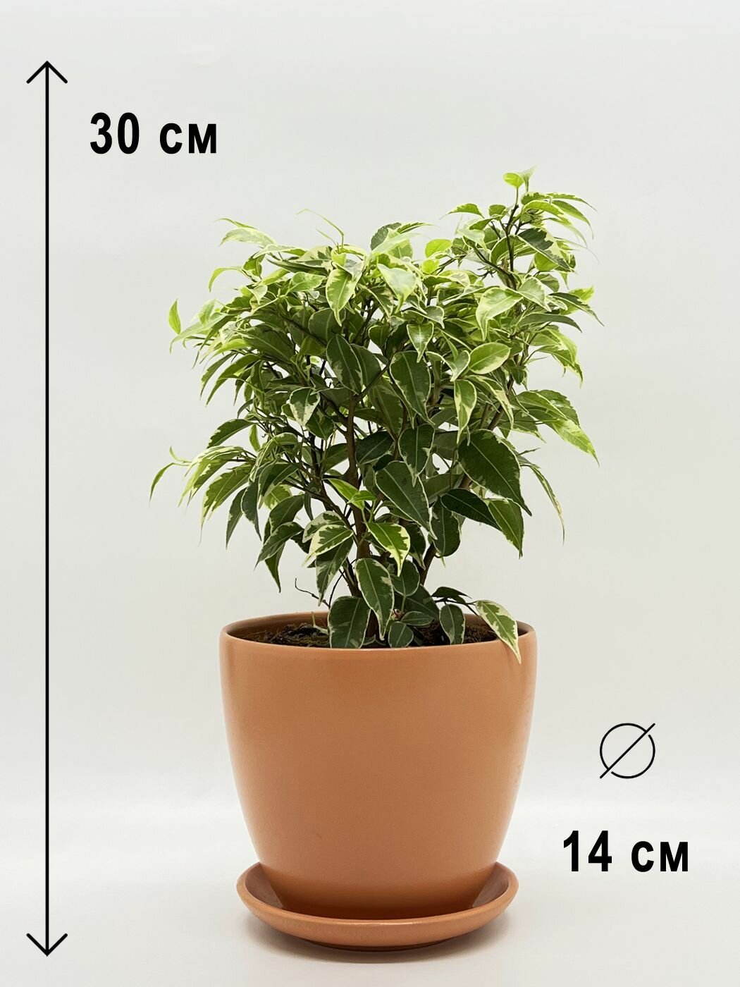 Фикус Бенджамина Кинки в керамическом персиковом горшке с поддоном, высота композиции 25-35 см