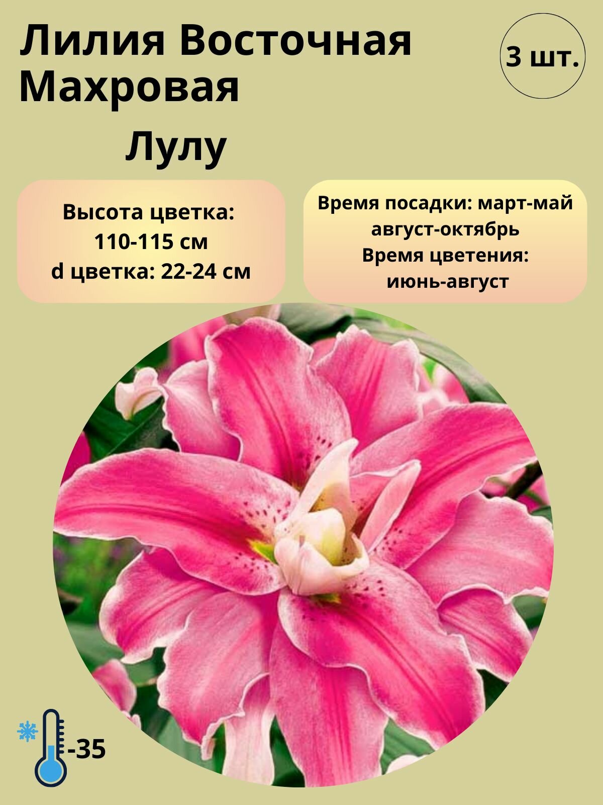 Лилия Восточная, луковицы 3 шт
