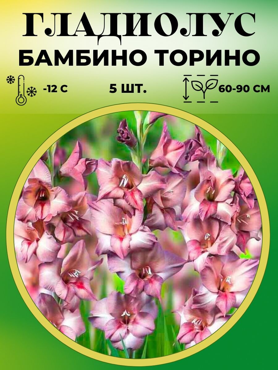 Гладиолус Торино 5 штук