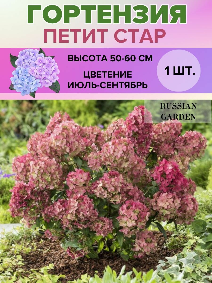 Гортензия метельчатая; гортензия цветок