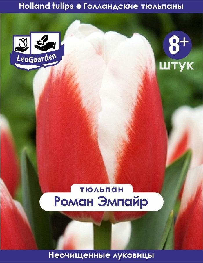 Тюльпан Луковица, Роман Эмпайр, 8+ шт.
