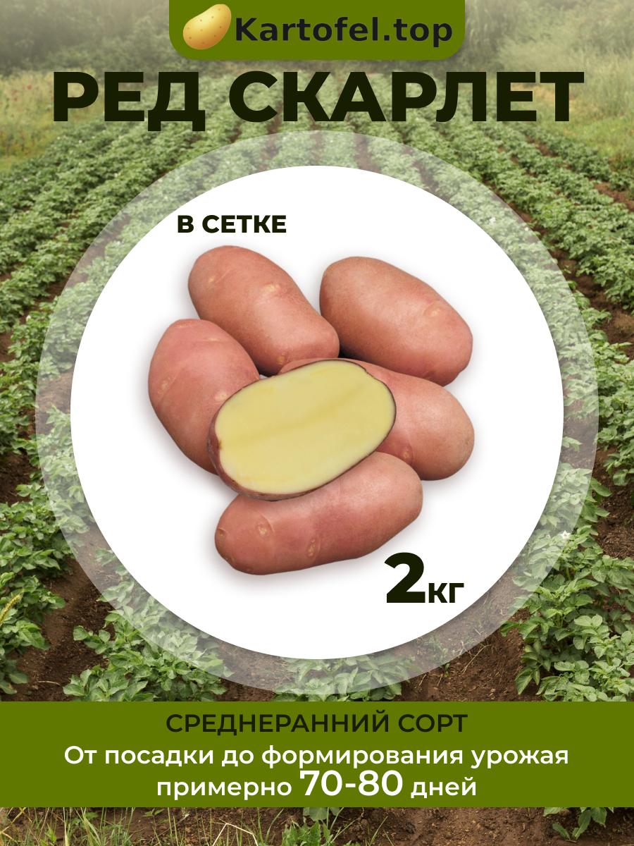 Семенной картофель Ред скарлет 2 кг