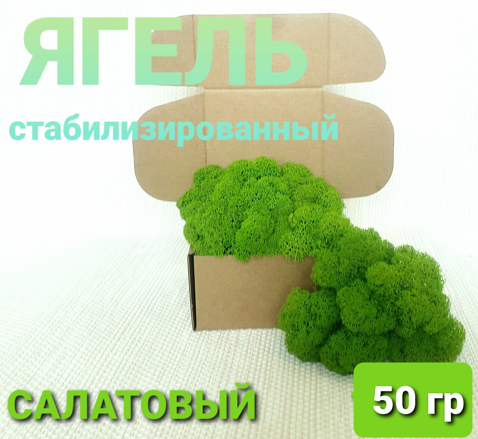 Мох (ягель) стабилизированный салатовый 50 гр
