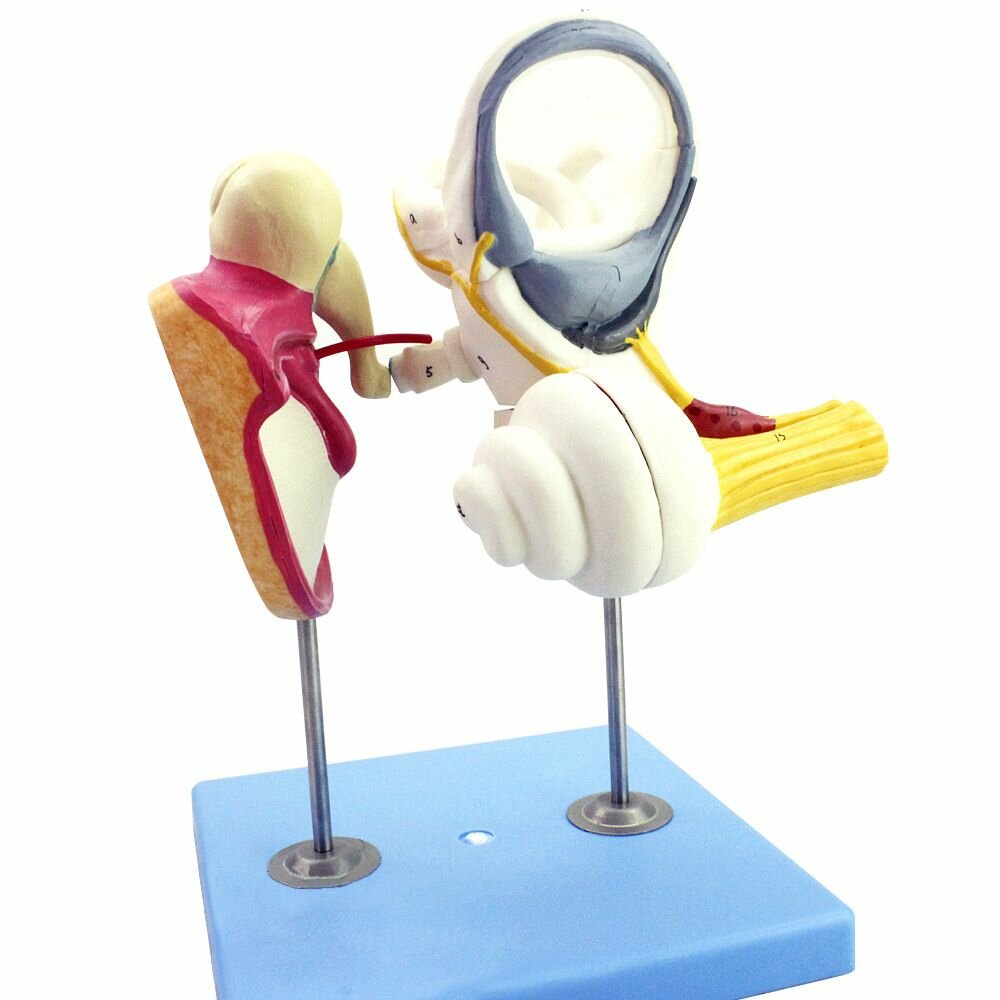 Внутреннее ухо человека лабиринт слуховые косточки барабанная перепонка кохлеарная модель