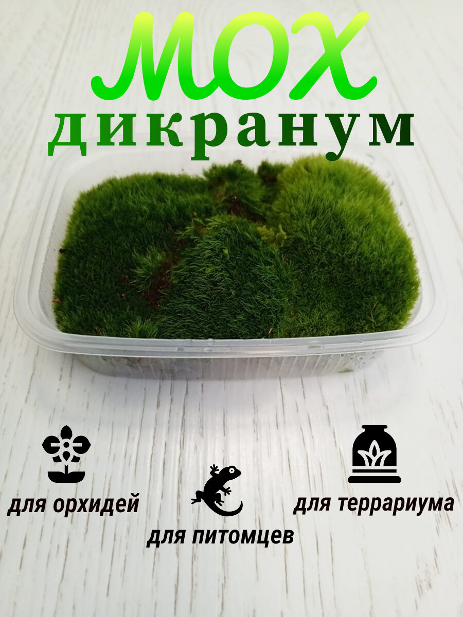 Мох Дикранум лесной свежий для террариумов, флорариумов, декора и рукоделия