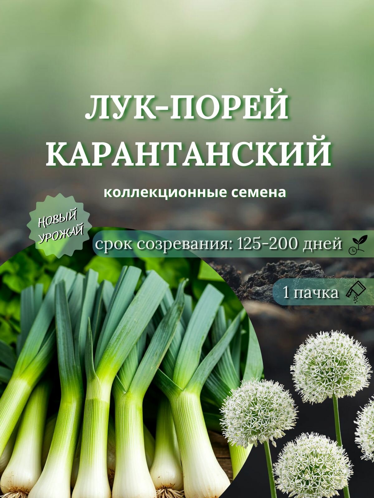 Лук-порей Карантанский, коллекционные семена, 10 шт.