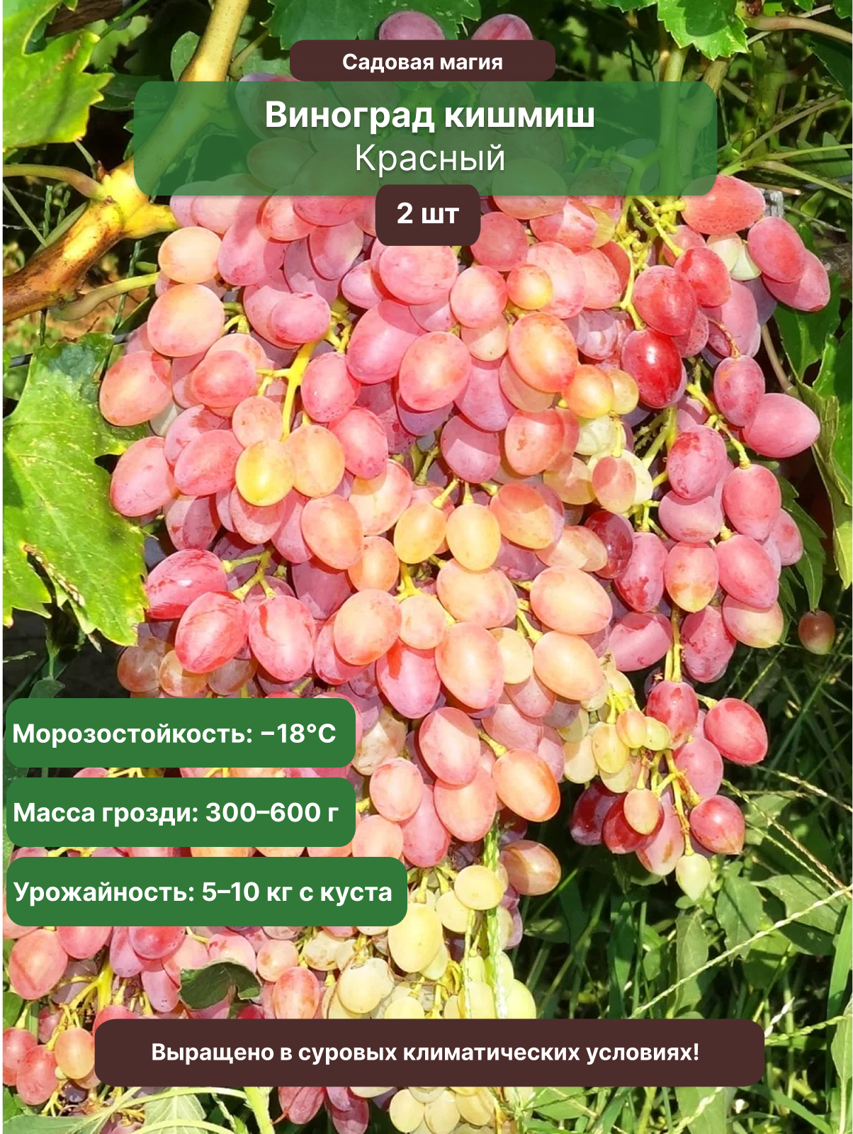 Виноград кишмиш красный 2 шт / бессемянный, морозостойкий сорт