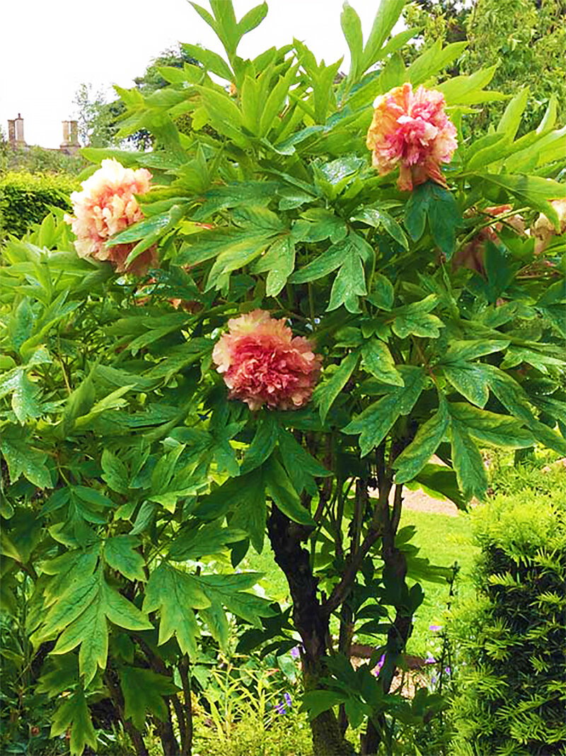 Древовидный Пион Фламинго, Семена, 5 шт, семена цветов и цветущих растений