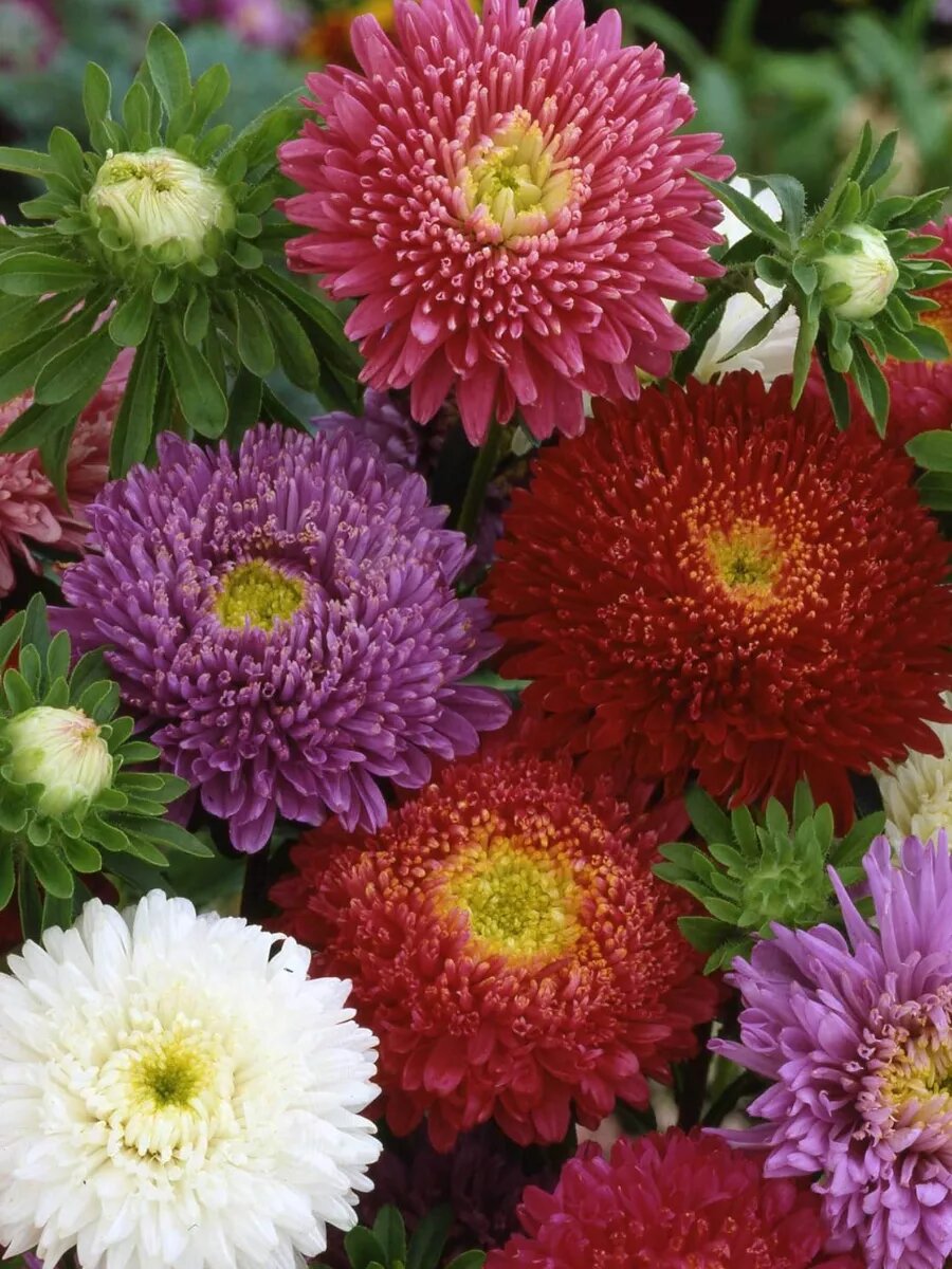 Семена астры Школьный букет - 0,3 г. Великолепная смесь окрасок цветов долго сохраняющих свежесть в срезке