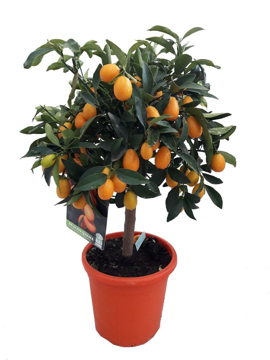 Маруми Кумкват - Marumi Kumquat D21 H70