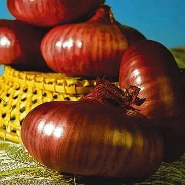 Коллекционные семена лука репчатый Даниловский 301