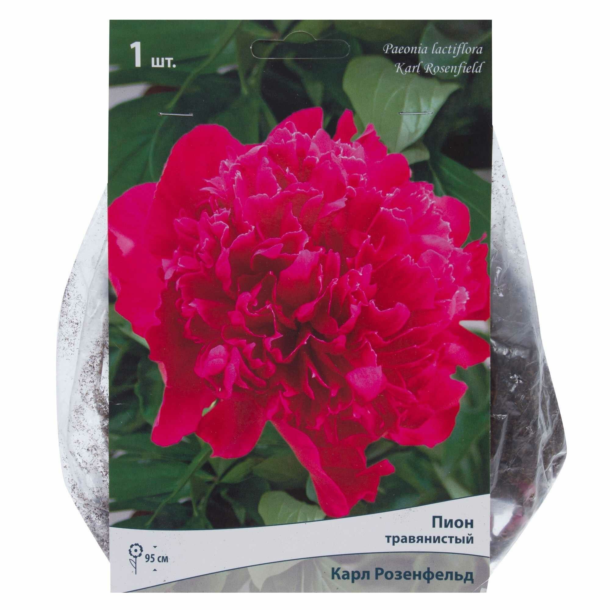 Пион травянистый «Карл Розенфилд»