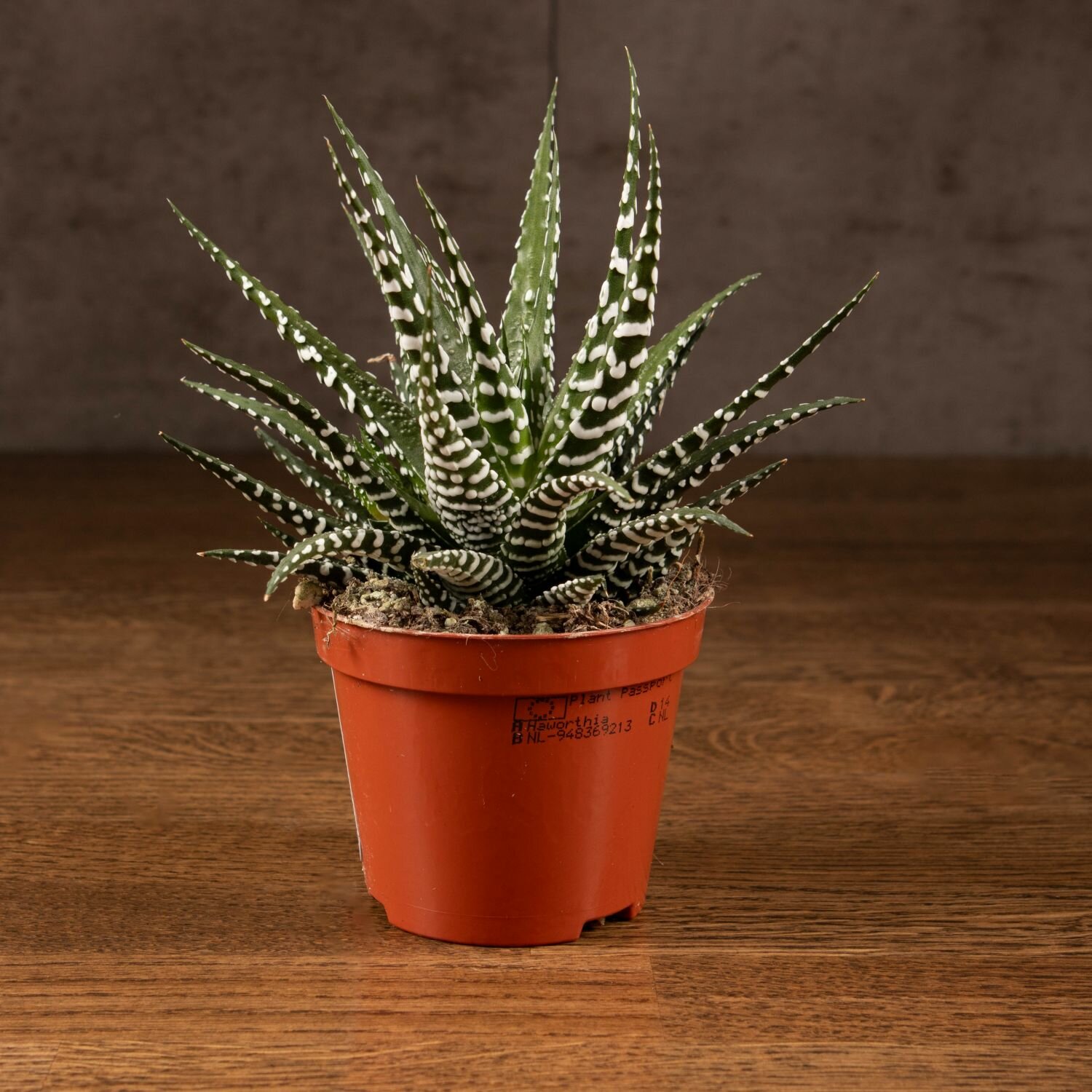 Хавортия Биг Бэнд 15/8