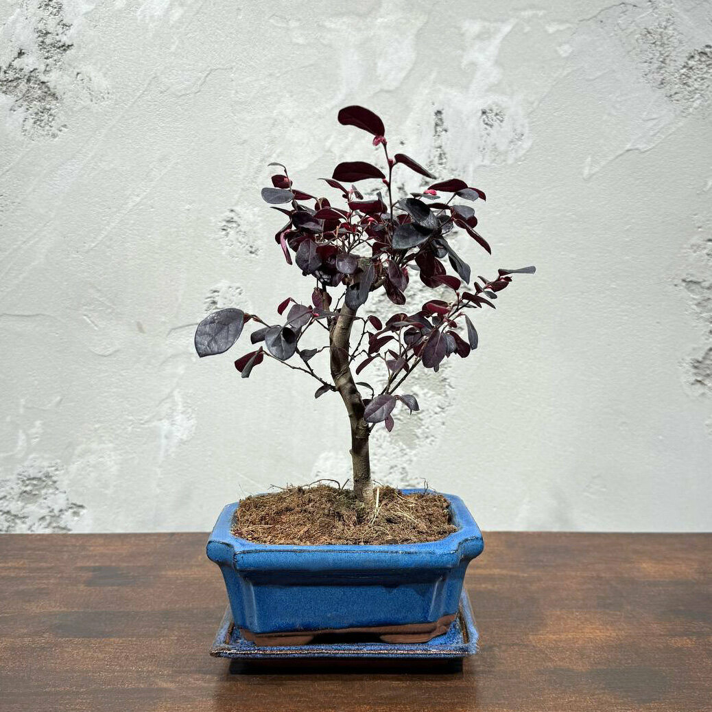 Бонсай живой в горшке Лоропеталум, 35 см, многолетний, легкий в уходе