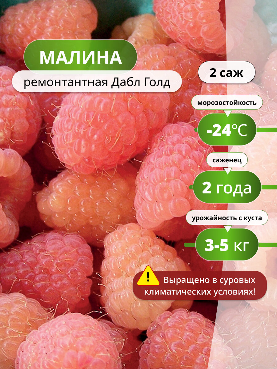 Малина ремонтантная Дабл Голд 2 шт / высокоурожайный, морозостойкий сорт
