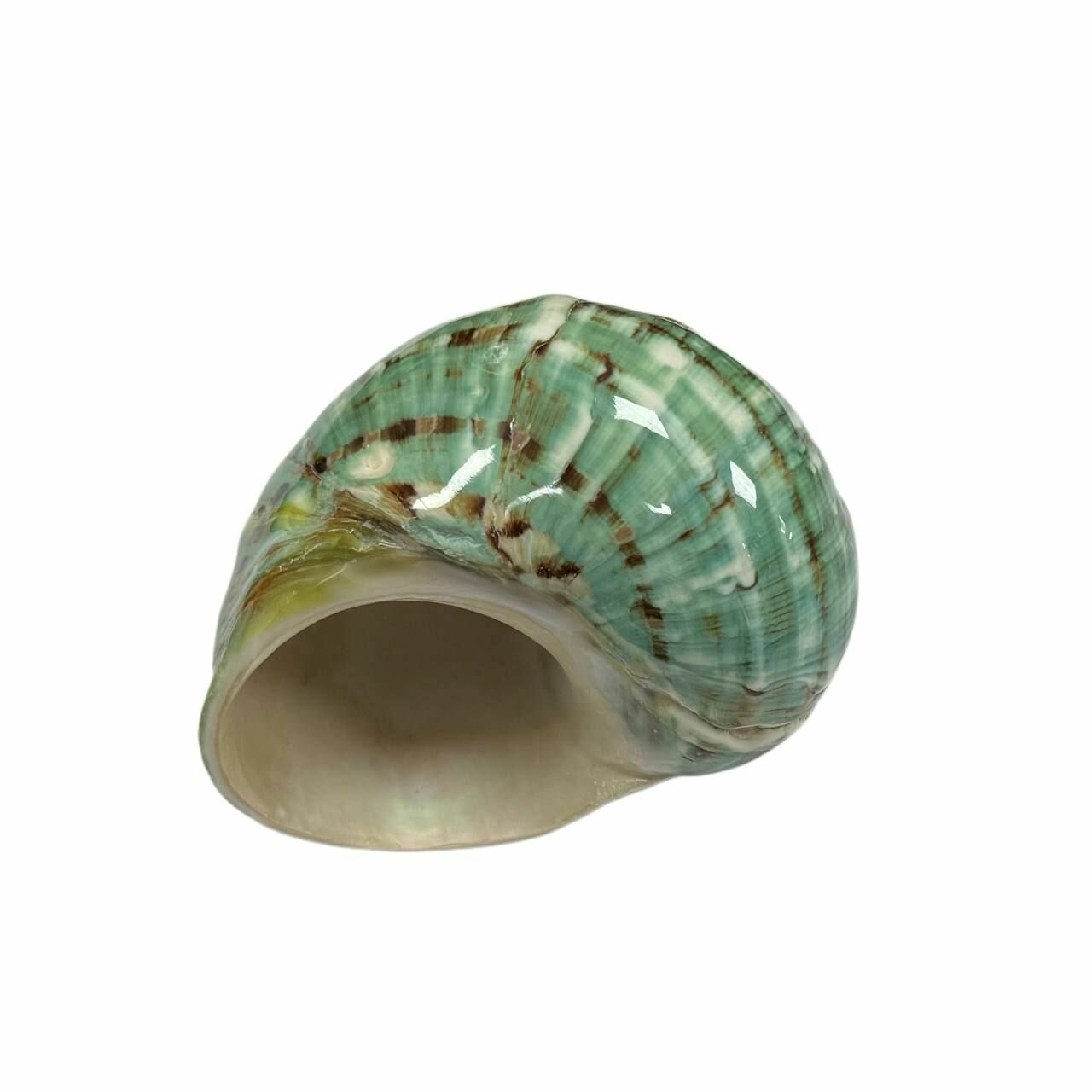 Натуральная морская ракушка Турбо империалис - 7-9 см