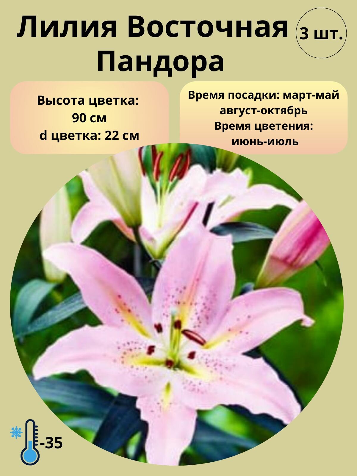 Лилия Восточная, луковицы 3 шт