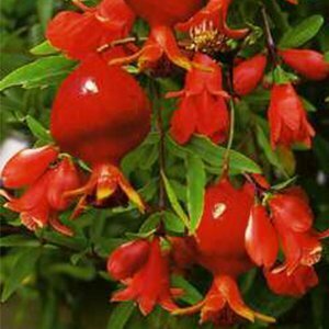 Гранат карликовый Карфаген