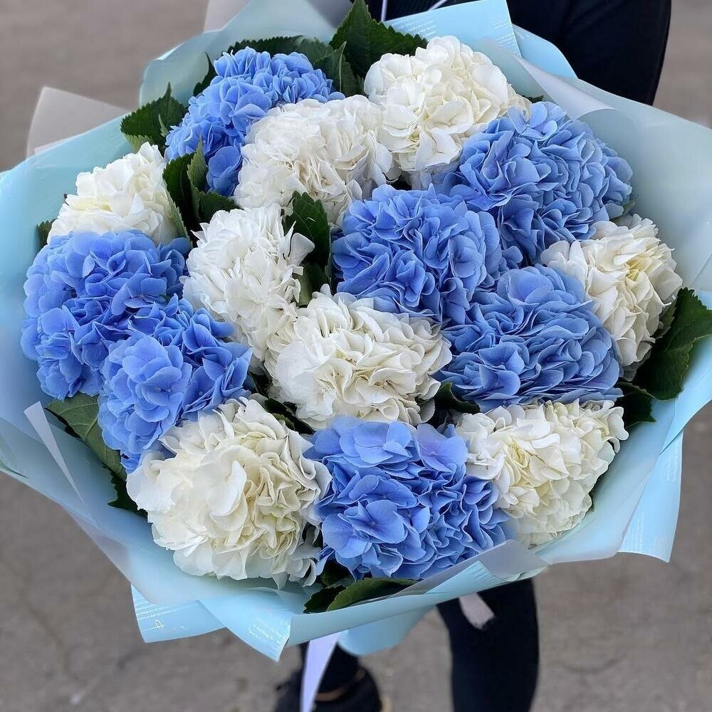 Букет из голубых и белых гортензий 15 шт роскошный букет премиум цветы