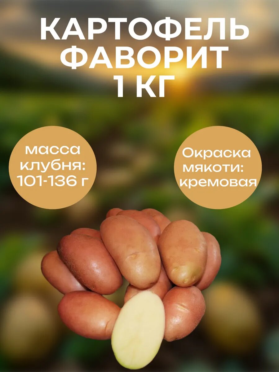 Картофель семенной Фаворит, 1 кг