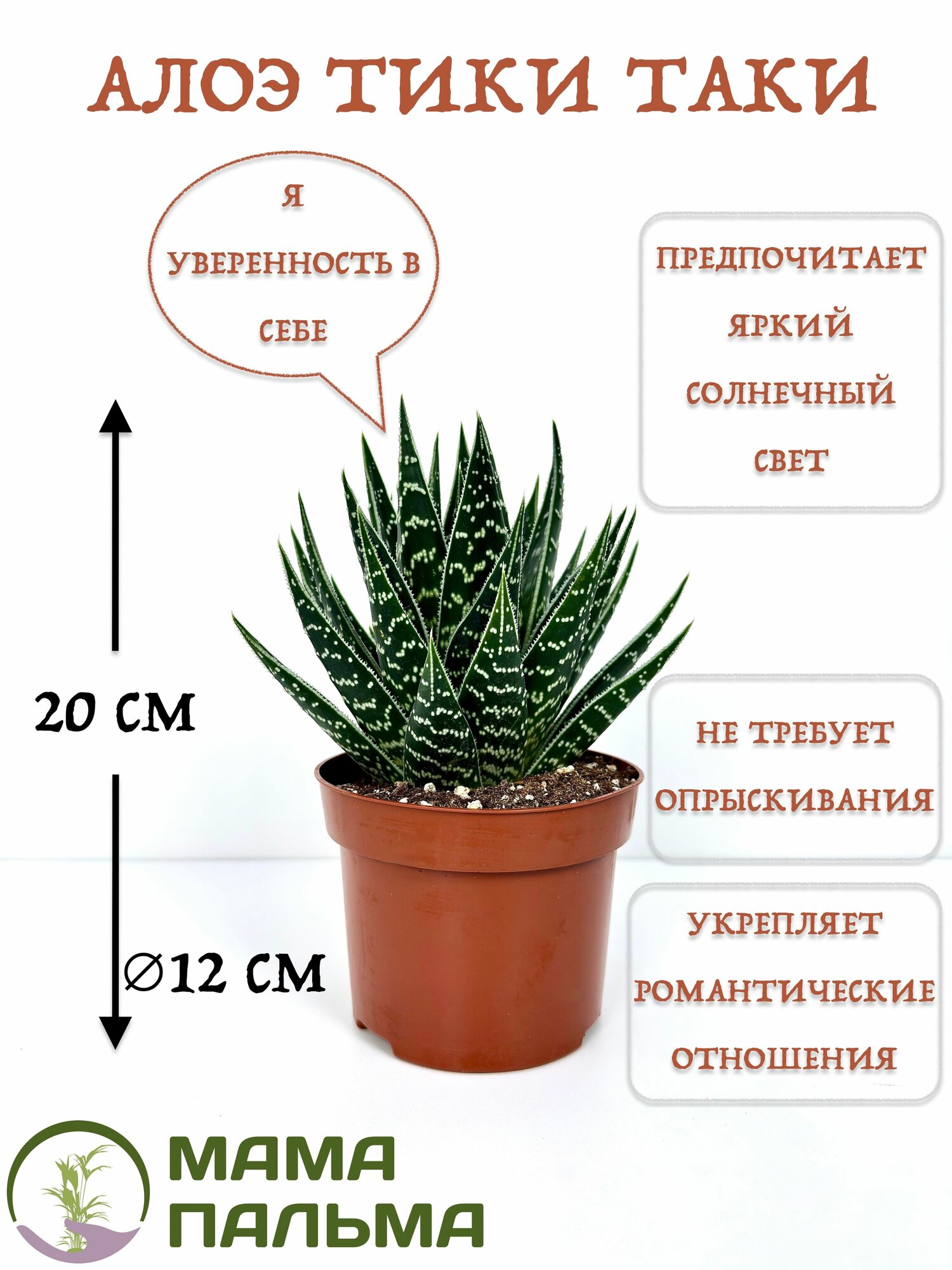 Живое растение Алоэ Тики Таки в горшке D12 высота 20 см