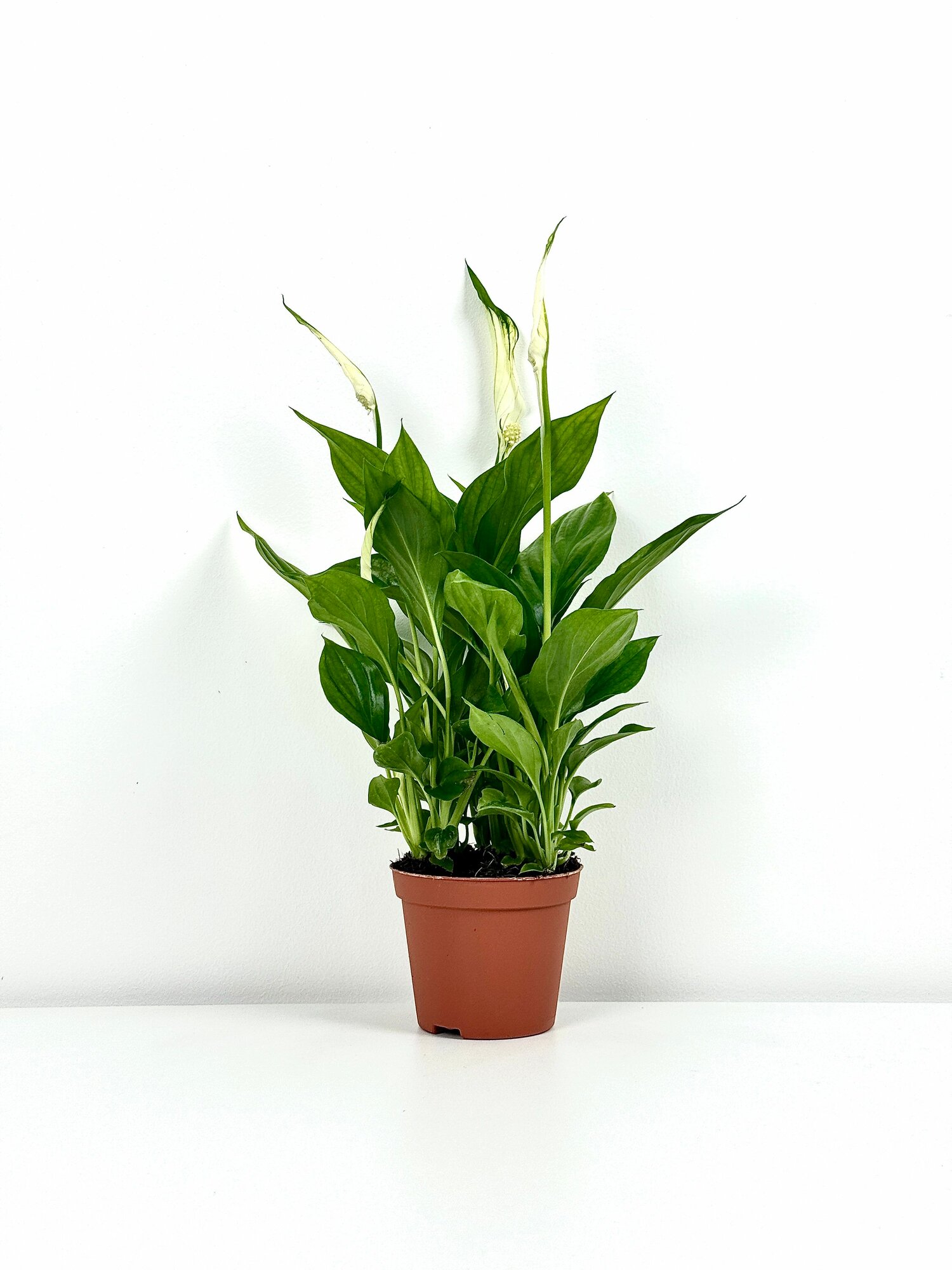 Спатифиллум в белом кашпо с автополивом, высота 35-40см