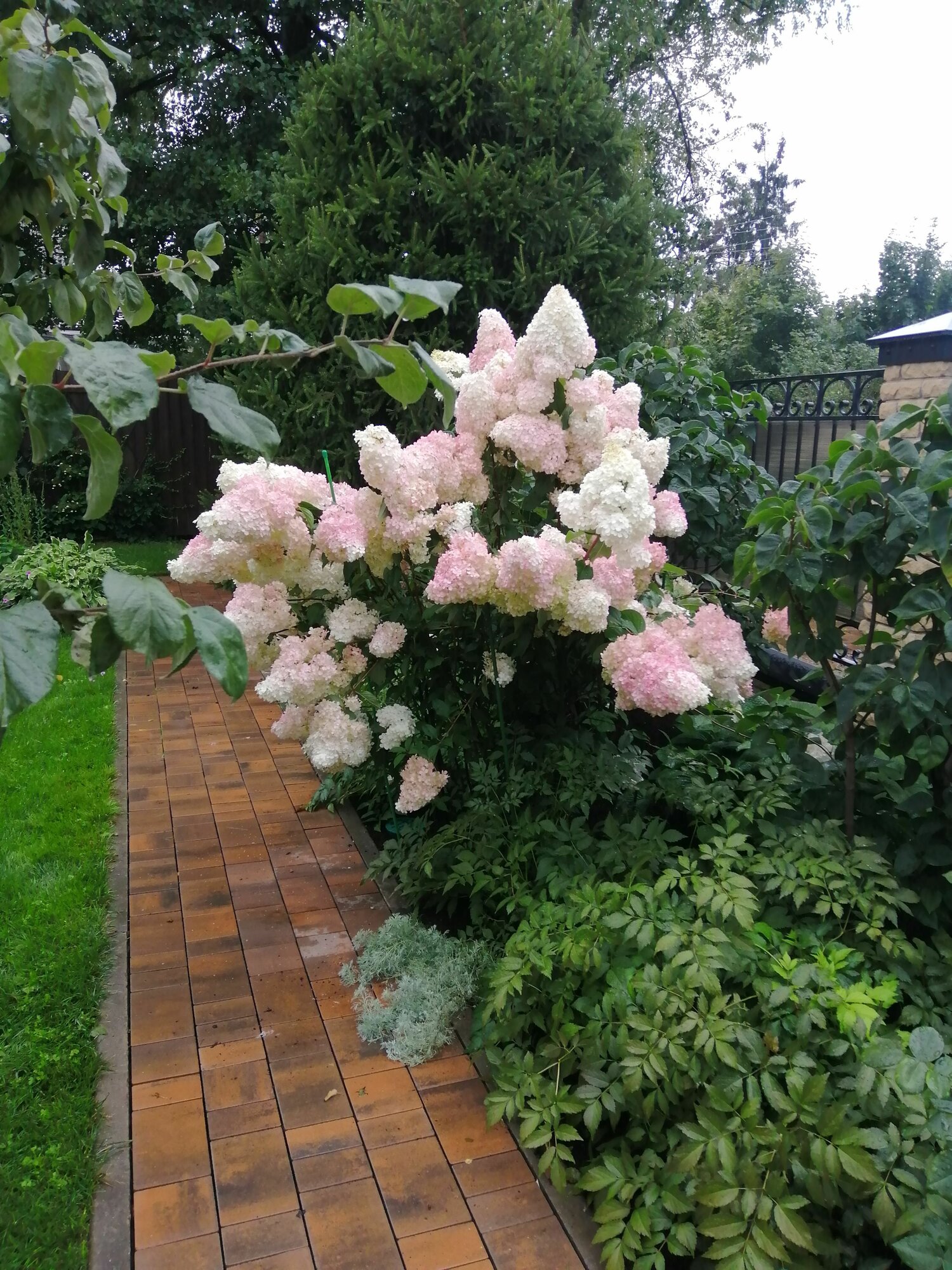 Универсальная опора для растений, под кусты , гортензии, пионы, хвойные. Диаметр 50 см.