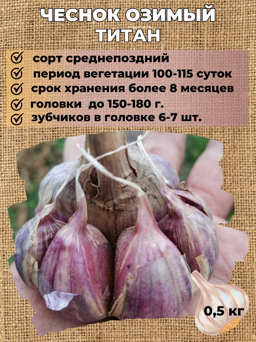 Чеснок озимый на посадку 0,5 кг.