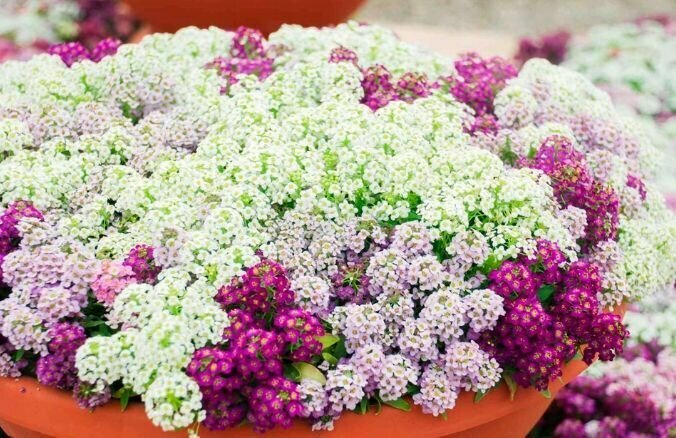 Семена аэлита "Алиссум цветочный мед", смесь сортов, однолетние, 3 уп, 0,03г