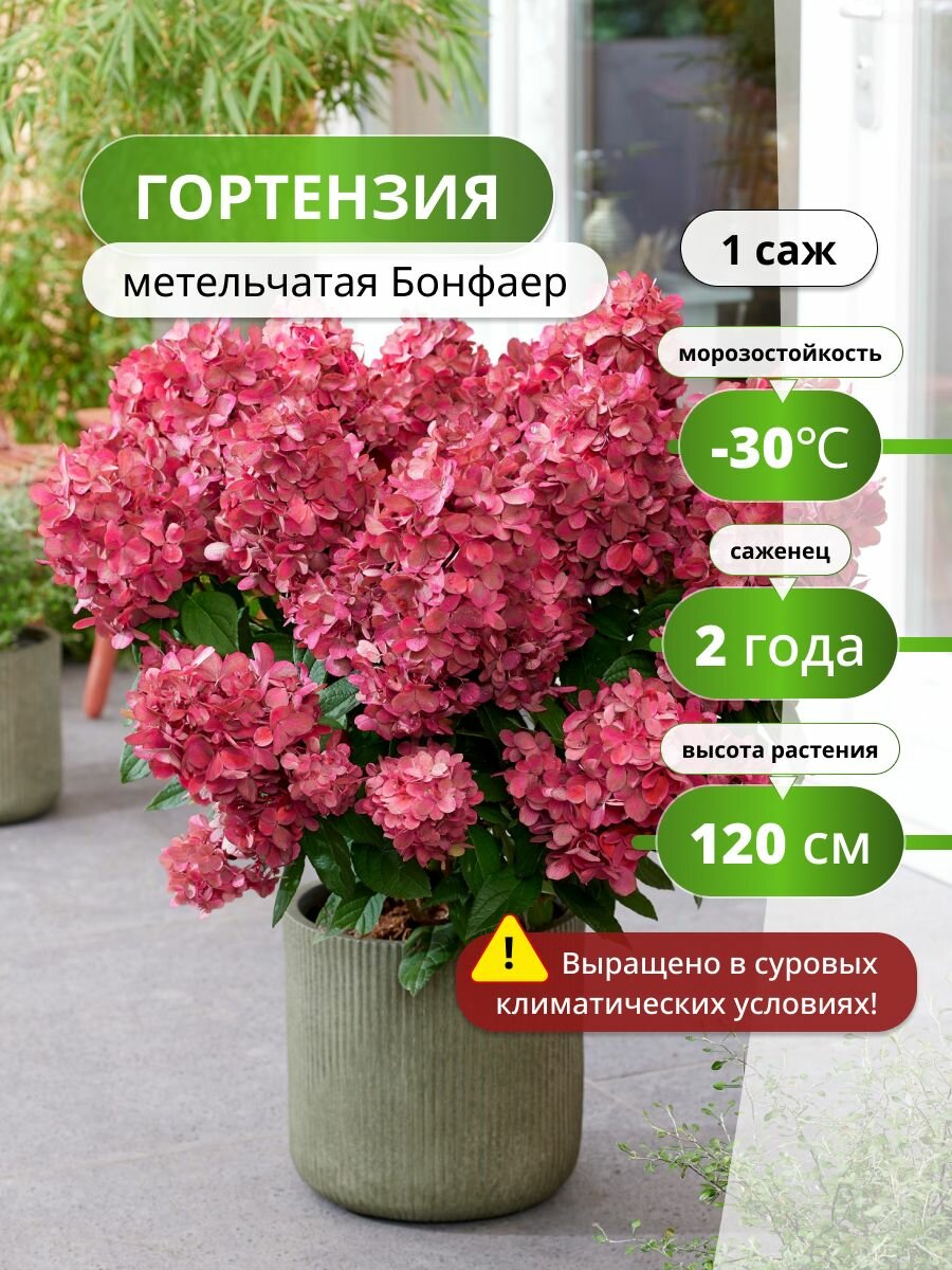 Гортензия метельчатая Бонфаер / гортензии, многолетнее