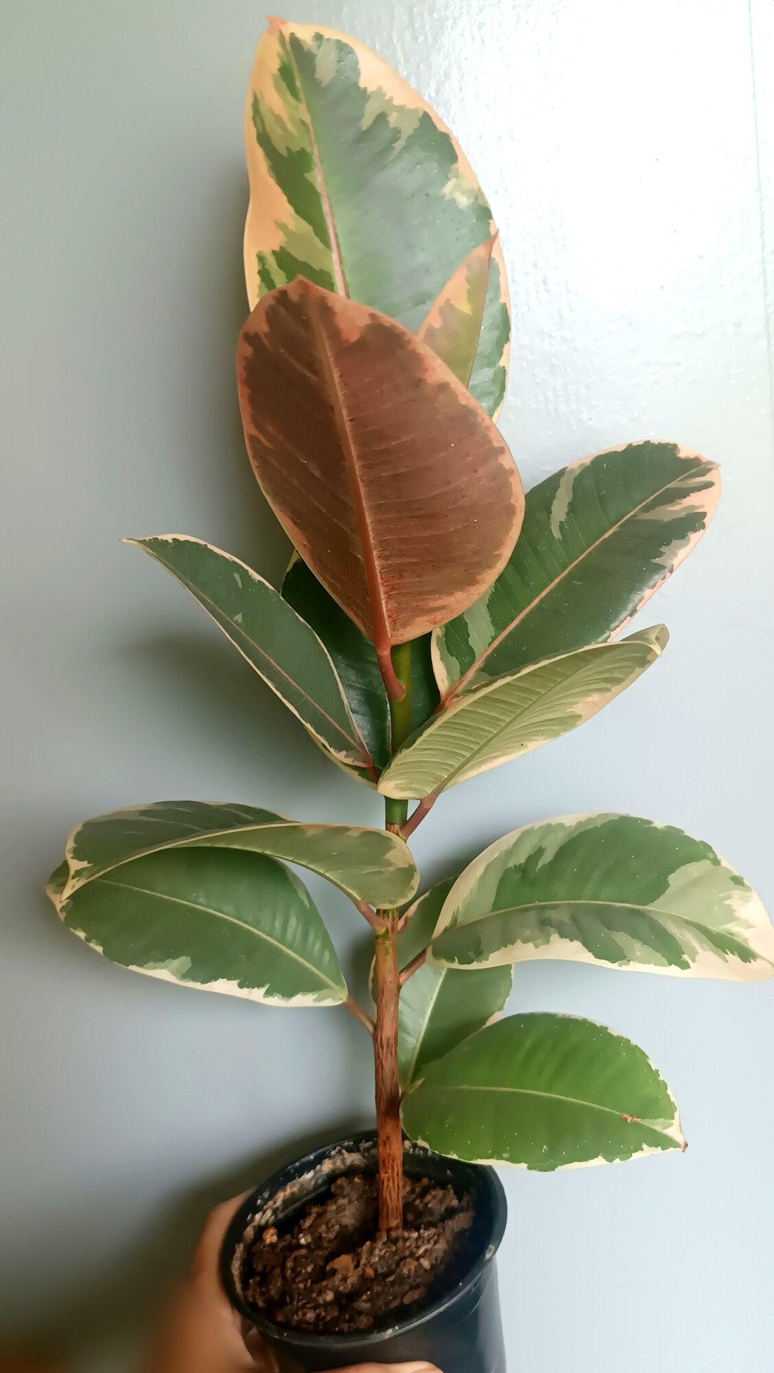 Фикус Белиз высота 60см д10 живое растение в горшке