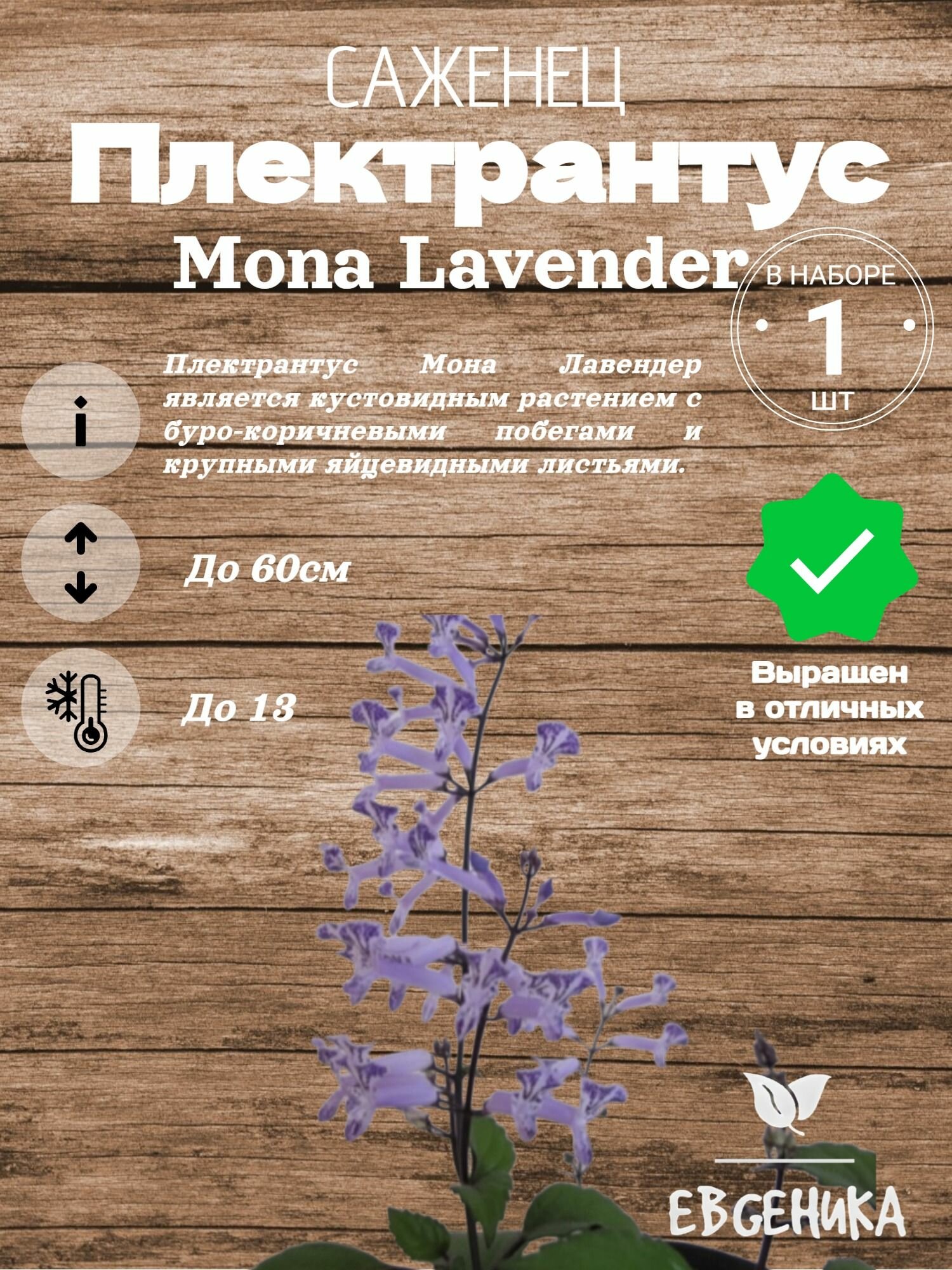 Плектрантус Mona Lavender