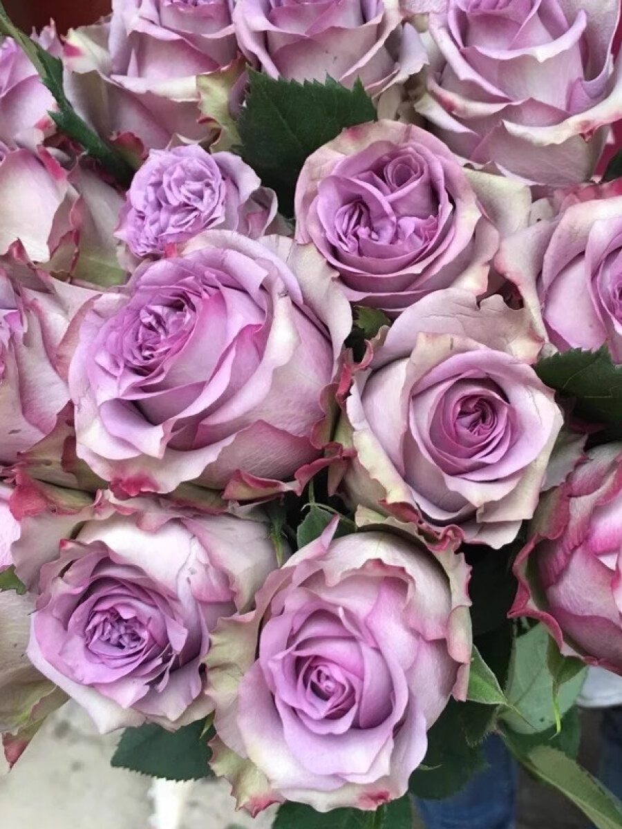 Роза чайно-гибридная "Дольчетто", 2 шт, многолетние, ЗКС, 30 см