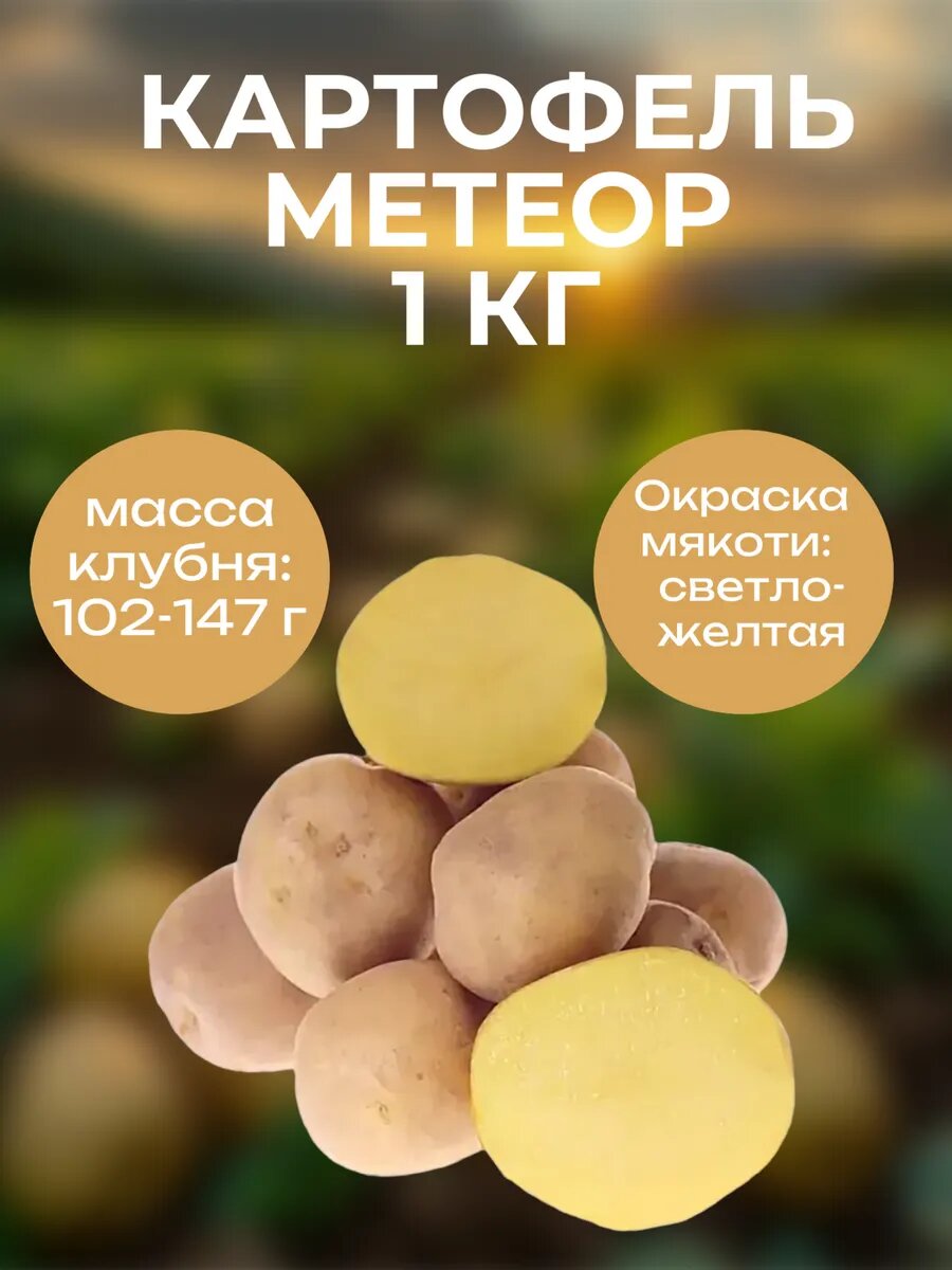 Картофель семенной Метеор, 1 кг