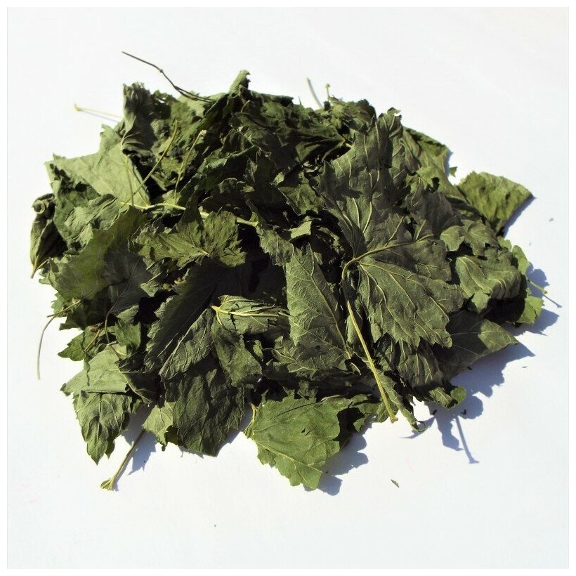 Лист черной лесной душистой смородины 50 гр. Енисей чай. Собрано в Сибири в предгорье Саян. Экологически чистый продукт без добавок.