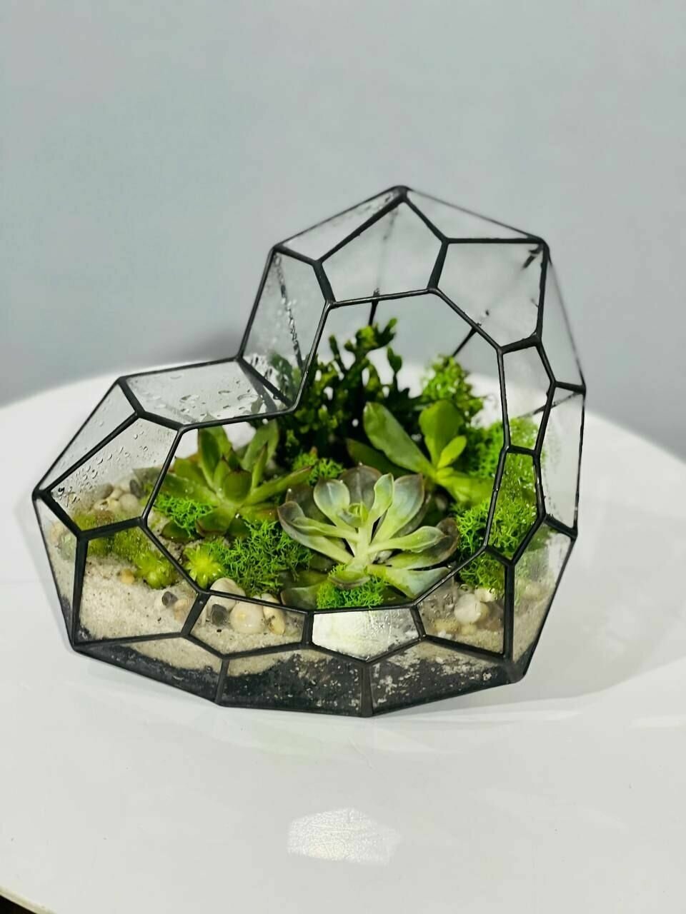 Флорариум сердце / Комнатные растения в вазе / Суккуленты